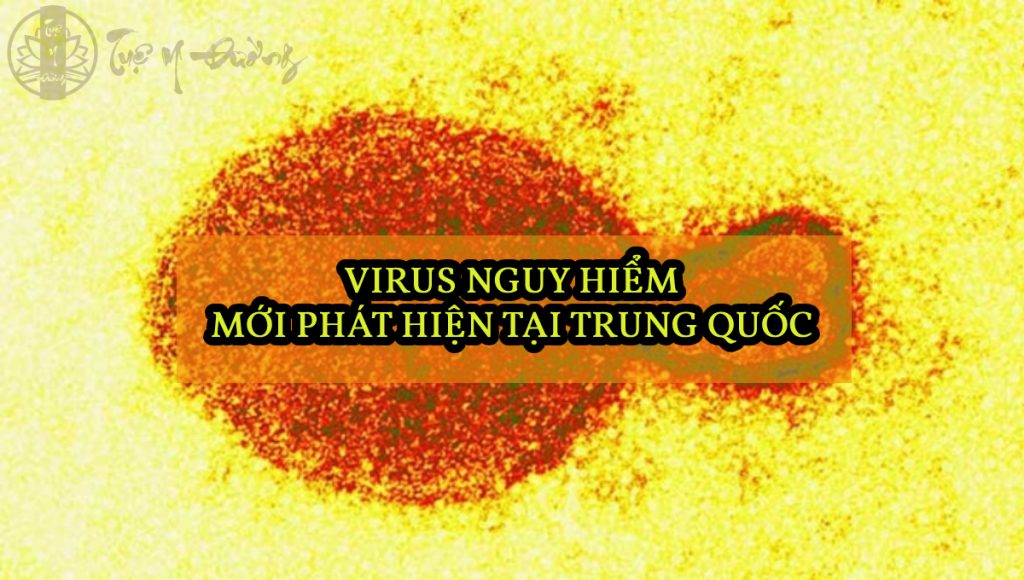 Virus Henipavirus mới phát hiện ở Trung Quốc - Tuệ Y Đường0