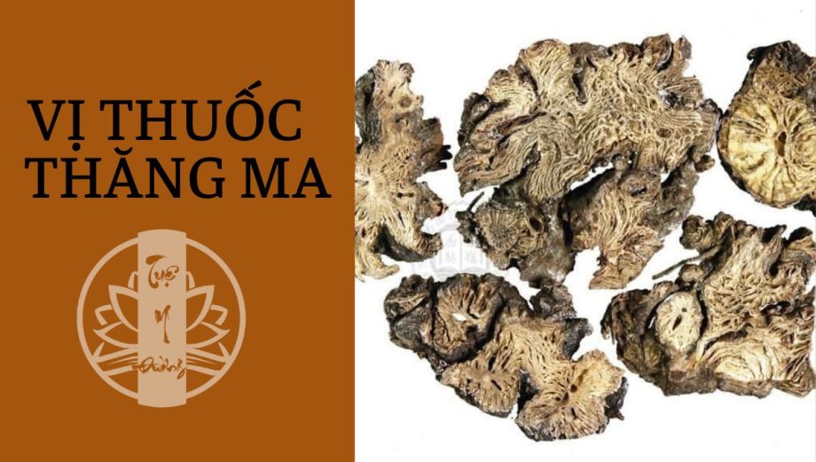 THĂNG MA - THANH NHIỆT, GIẢI ĐỘC, THĂNG DƯƠNG - Tuệ Y Đường1